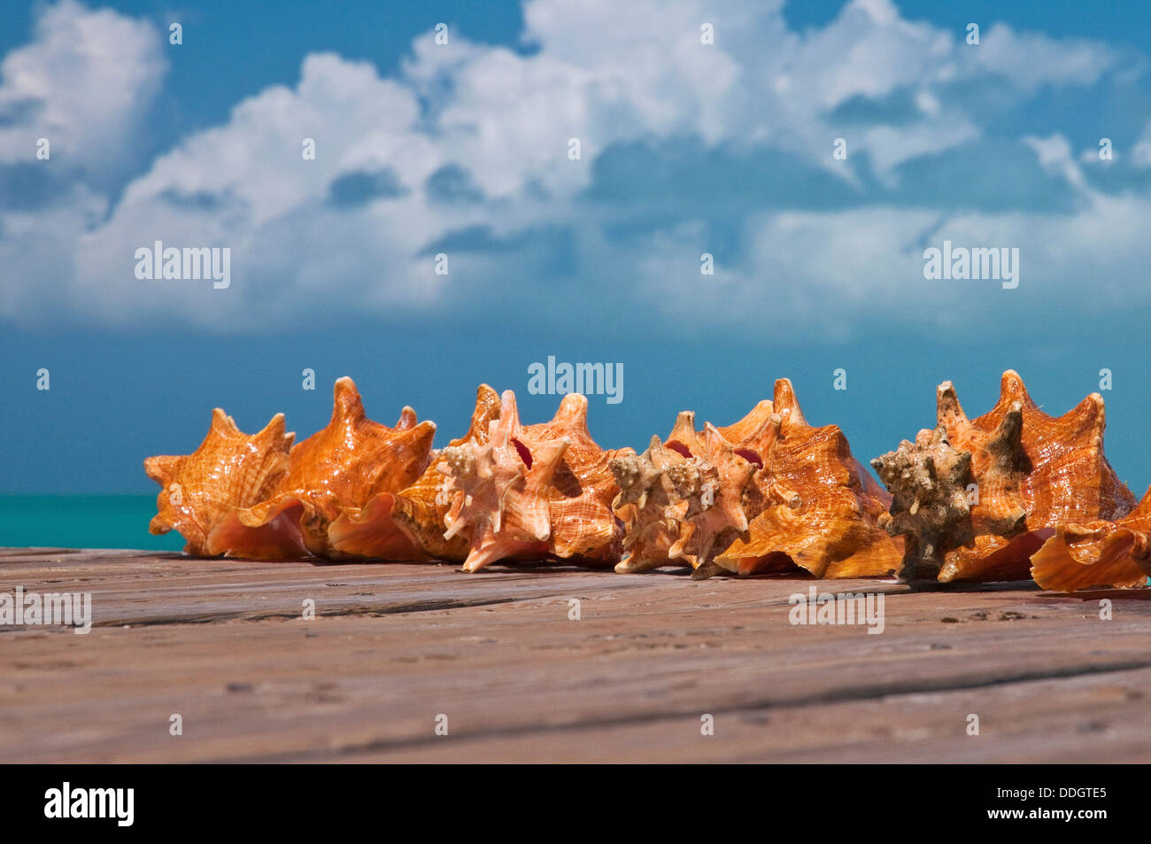 Conch shell shells hi-res stock photography and images - Alamy
