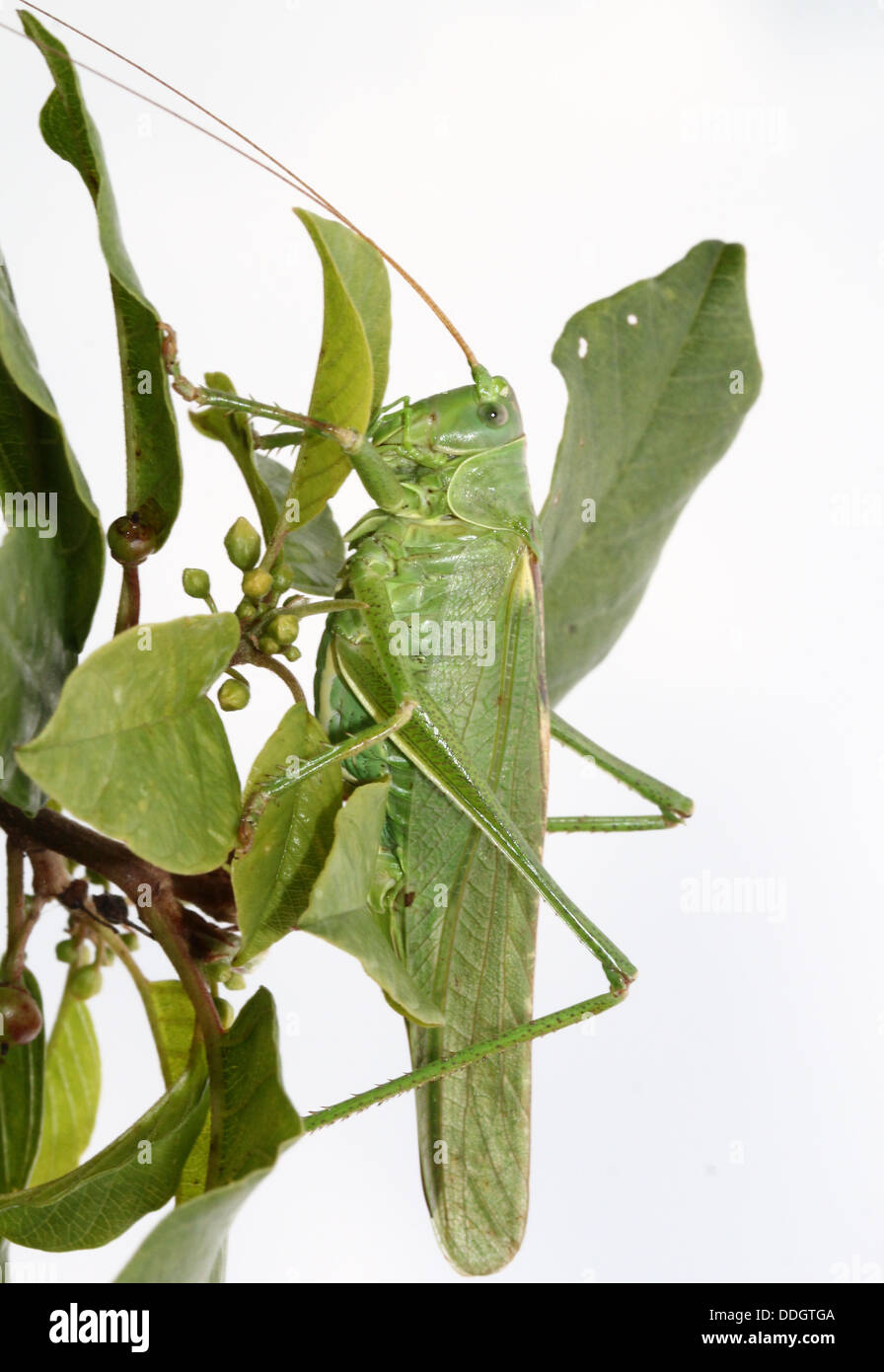 Detailed series of macros of a female Great Green Bush Cricket ...