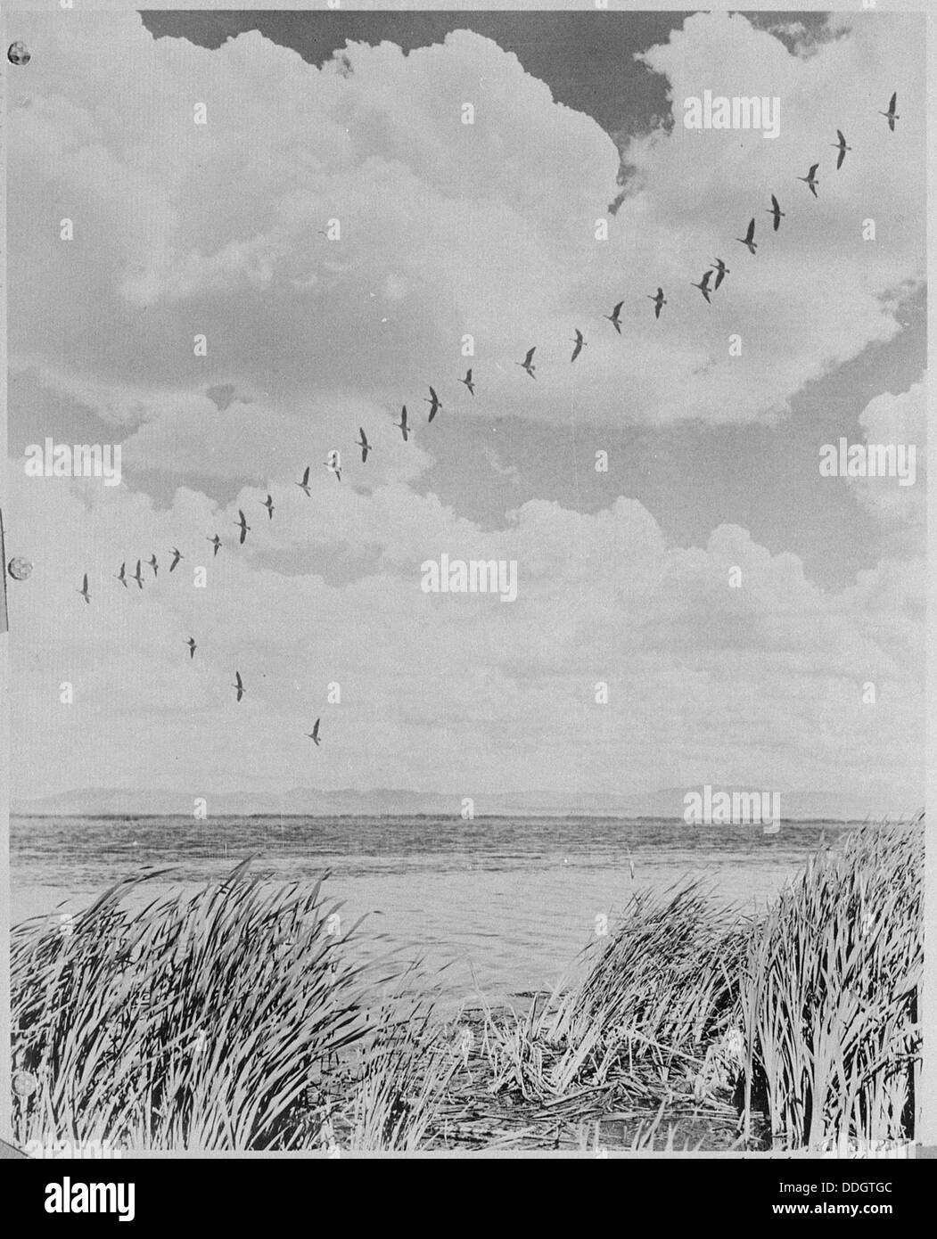 A view of Canadian Honker geese in formation over the Tule Lake ...