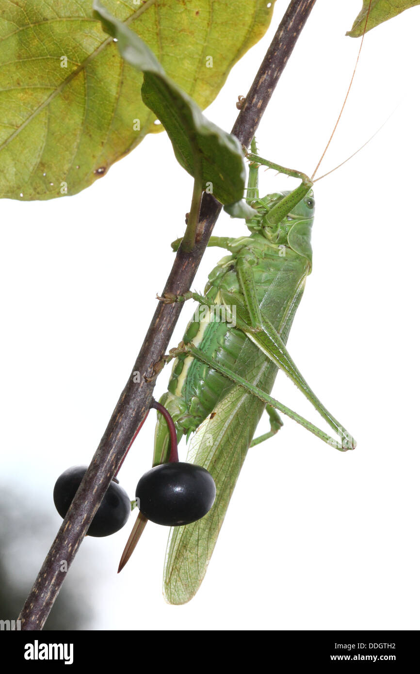 Detailed series of macros of a female Great Green Bush Cricket ...