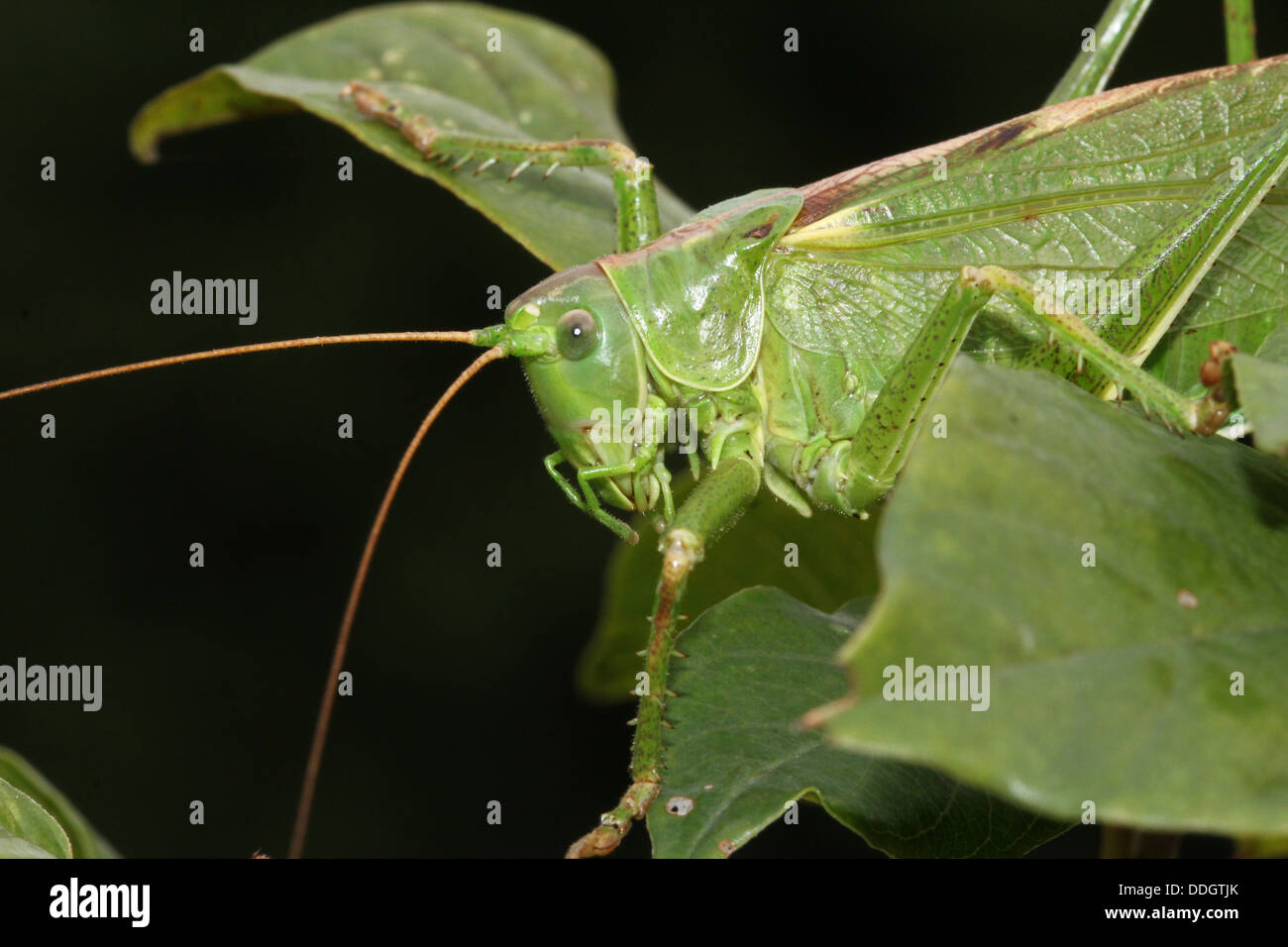 Detailed series of macros of a female Great Green Bush Cricket ...