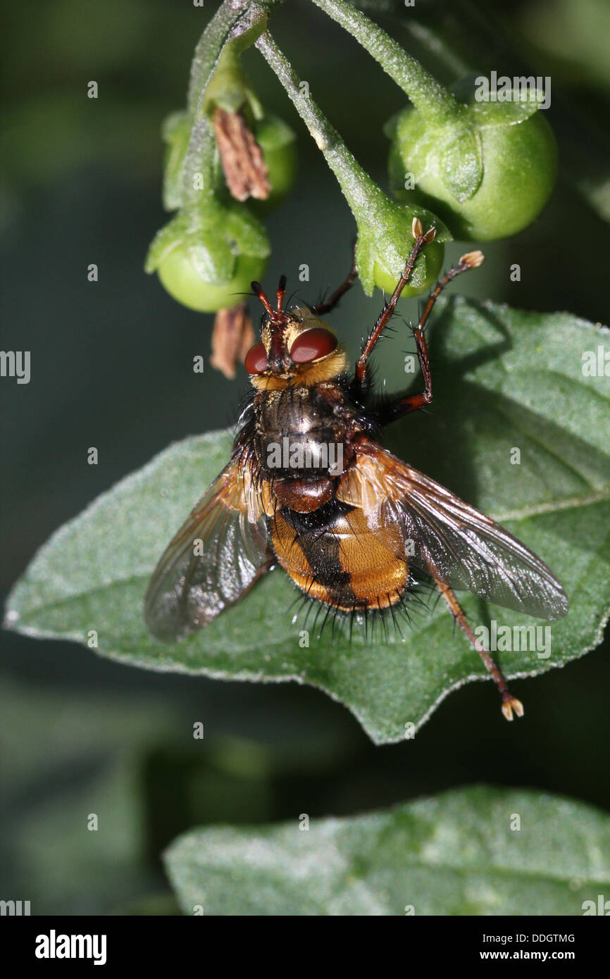 Tachina fera, one of the large tachinid flies of Europe Stock Photo - Alamy
