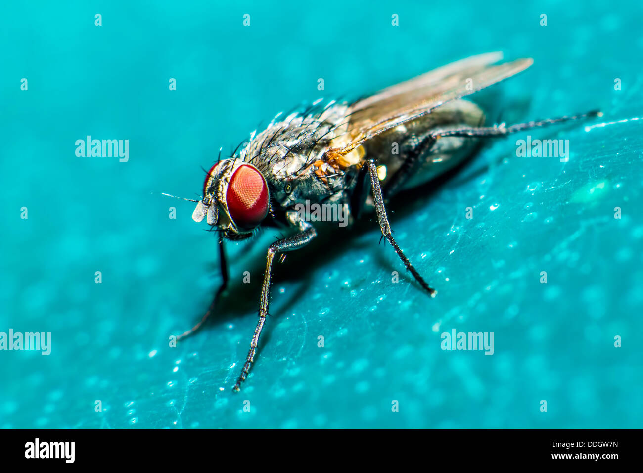 Portrait of a fly Stock Photo - Alamy