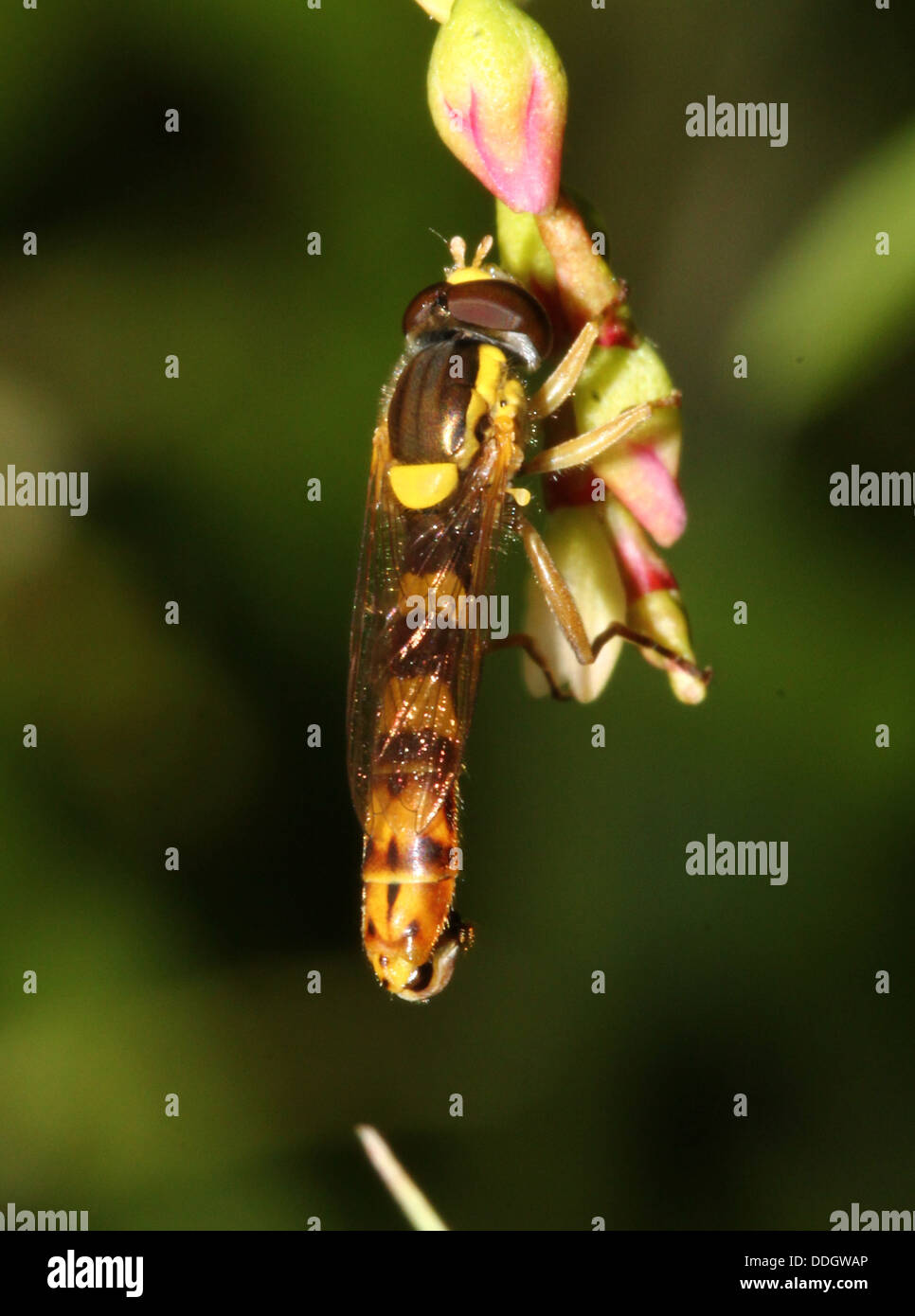 Long Hoverfly (Sphaerophoria scripta Stock Photo - Alamy