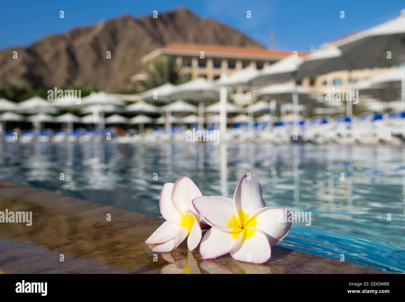 flower on swimming pool Stock Photo - Alamy