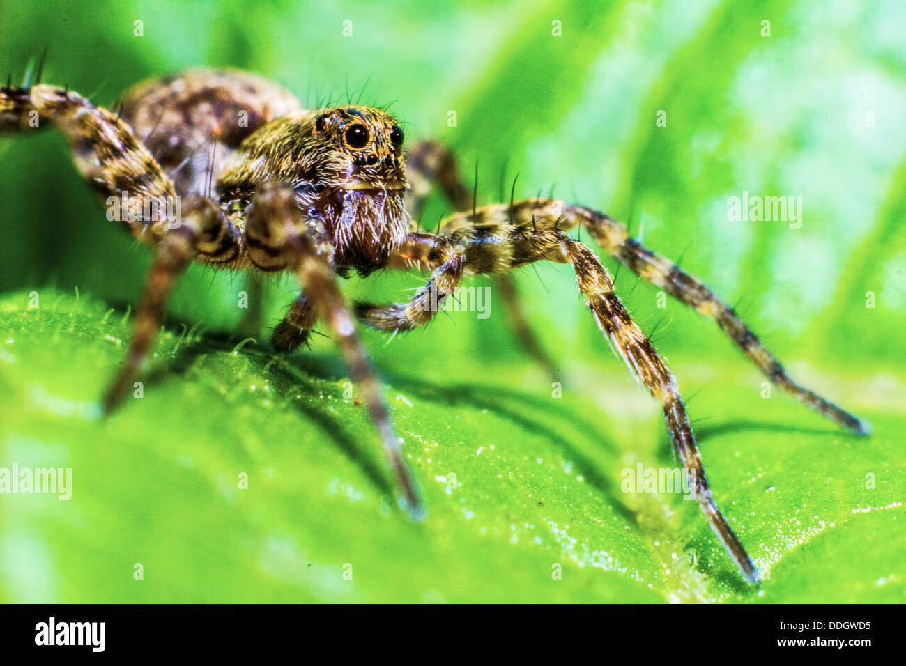Portrait of a spider Stock Photo - Alamy