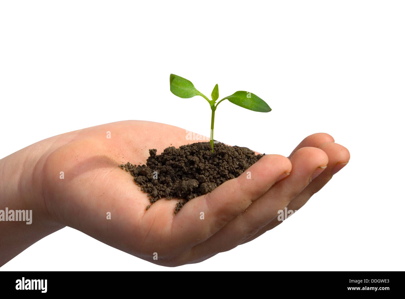 Hand plants hi-res stock photography and images - Alamy