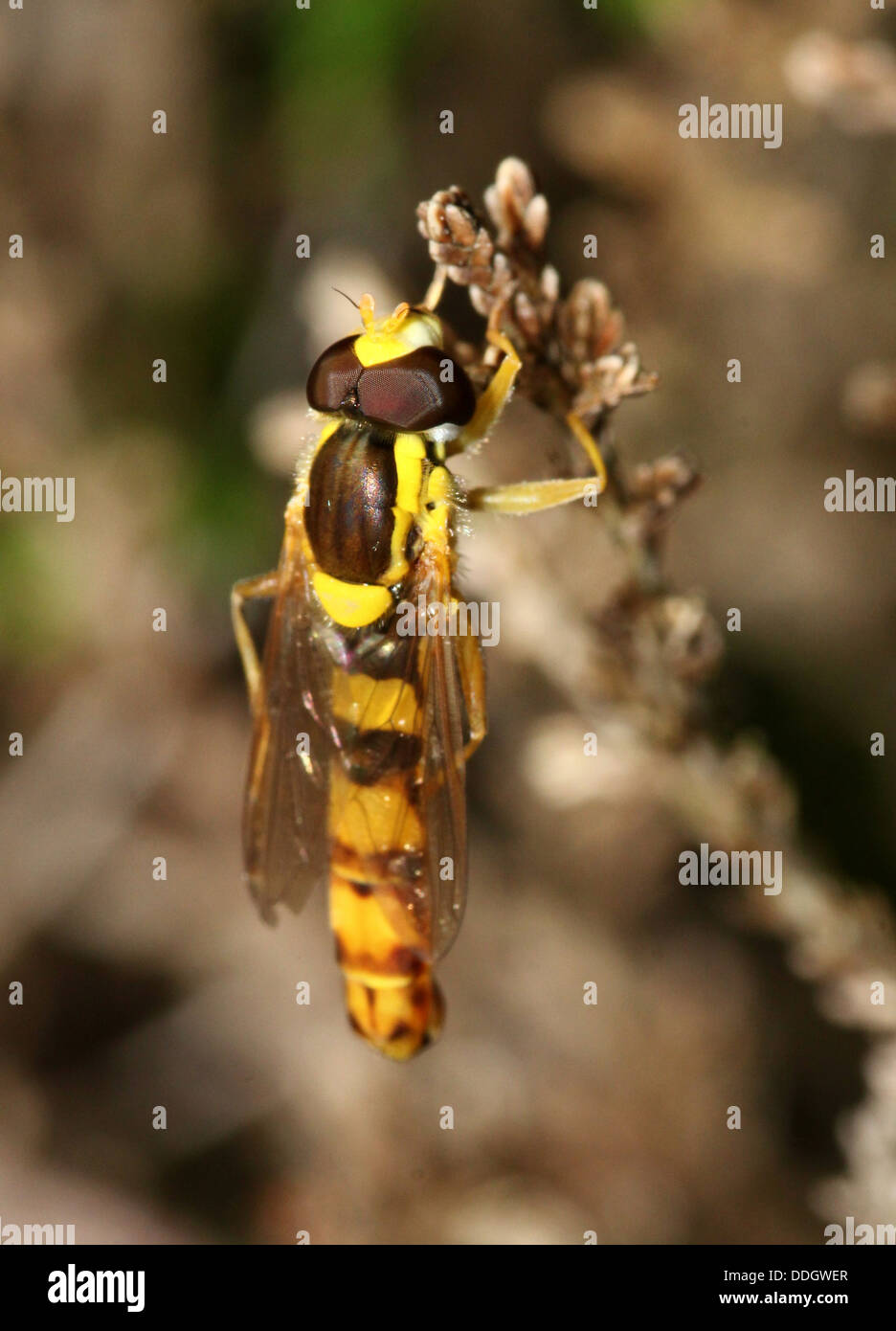 Langbauch Schwebfliege High Resolution Stock Photography and Images - Alamy