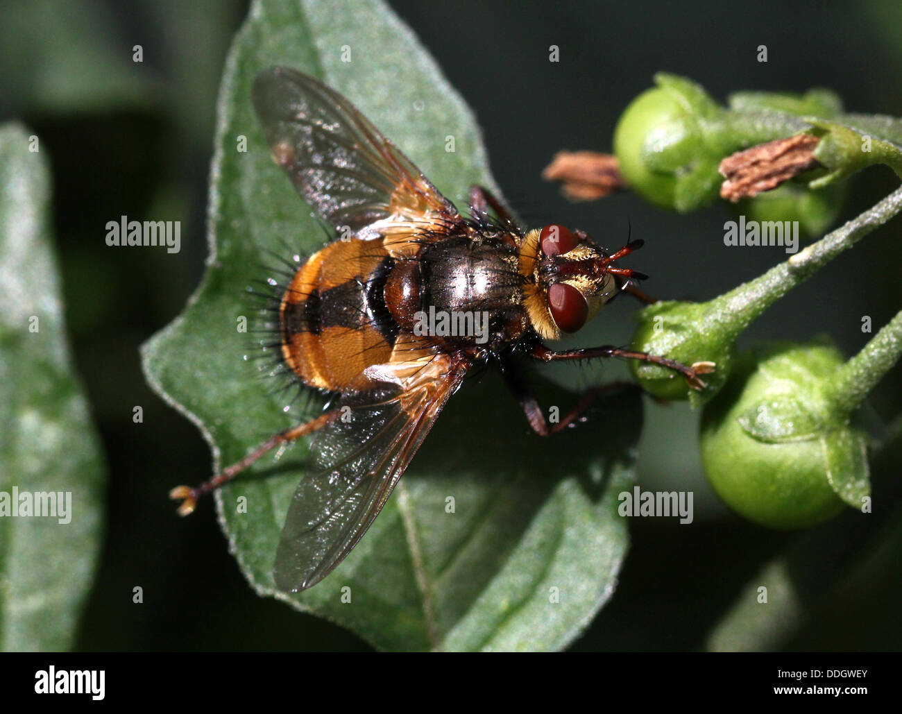 Tachinaire hi-res stock photography and images - Alamy