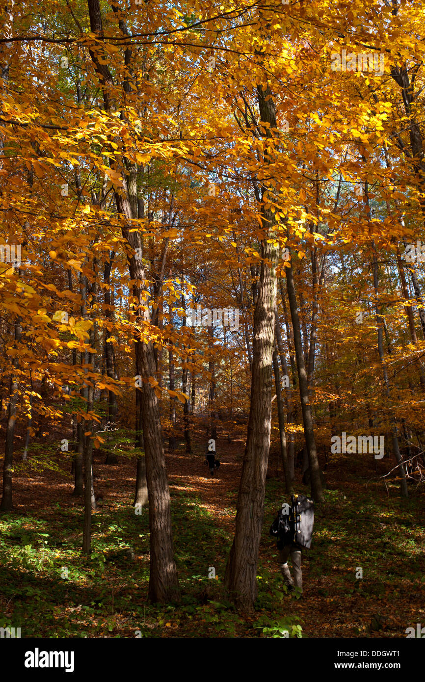 Autumn polish forest hi-res stock photography and images - Alamy