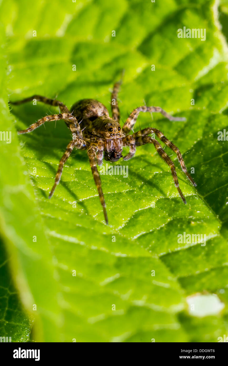 Portrait of a spider Stock Photo - Alamy