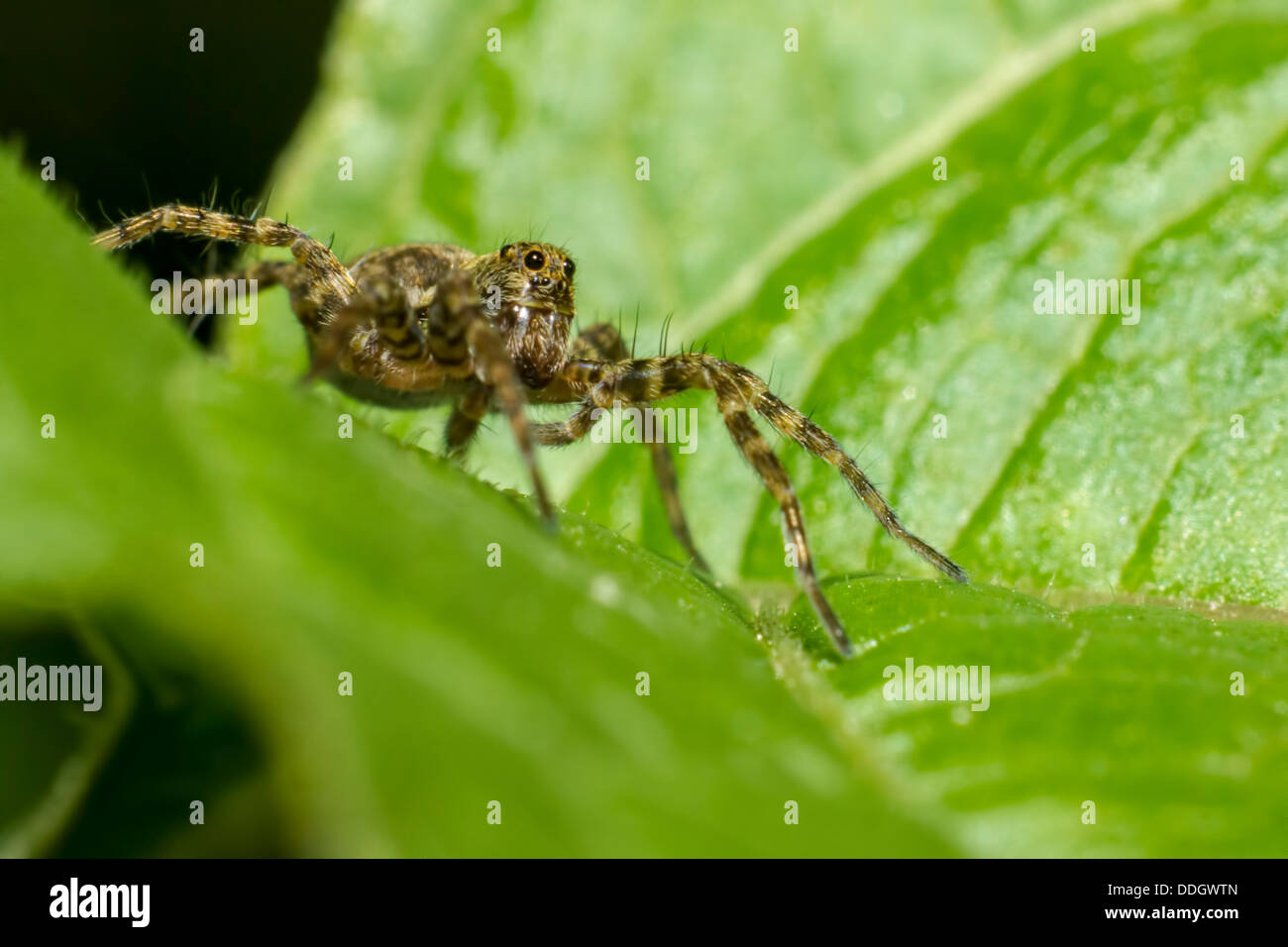 Portrait of a spider Stock Photo - Alamy