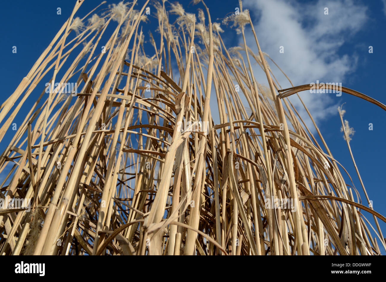 Reed plant hi-res stock photography and images - Alamy