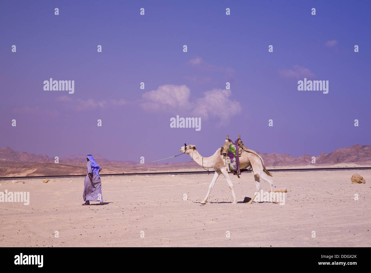 For many of Sinai's Bedouins, the camel remains an important means of transportation, near Wadi ...