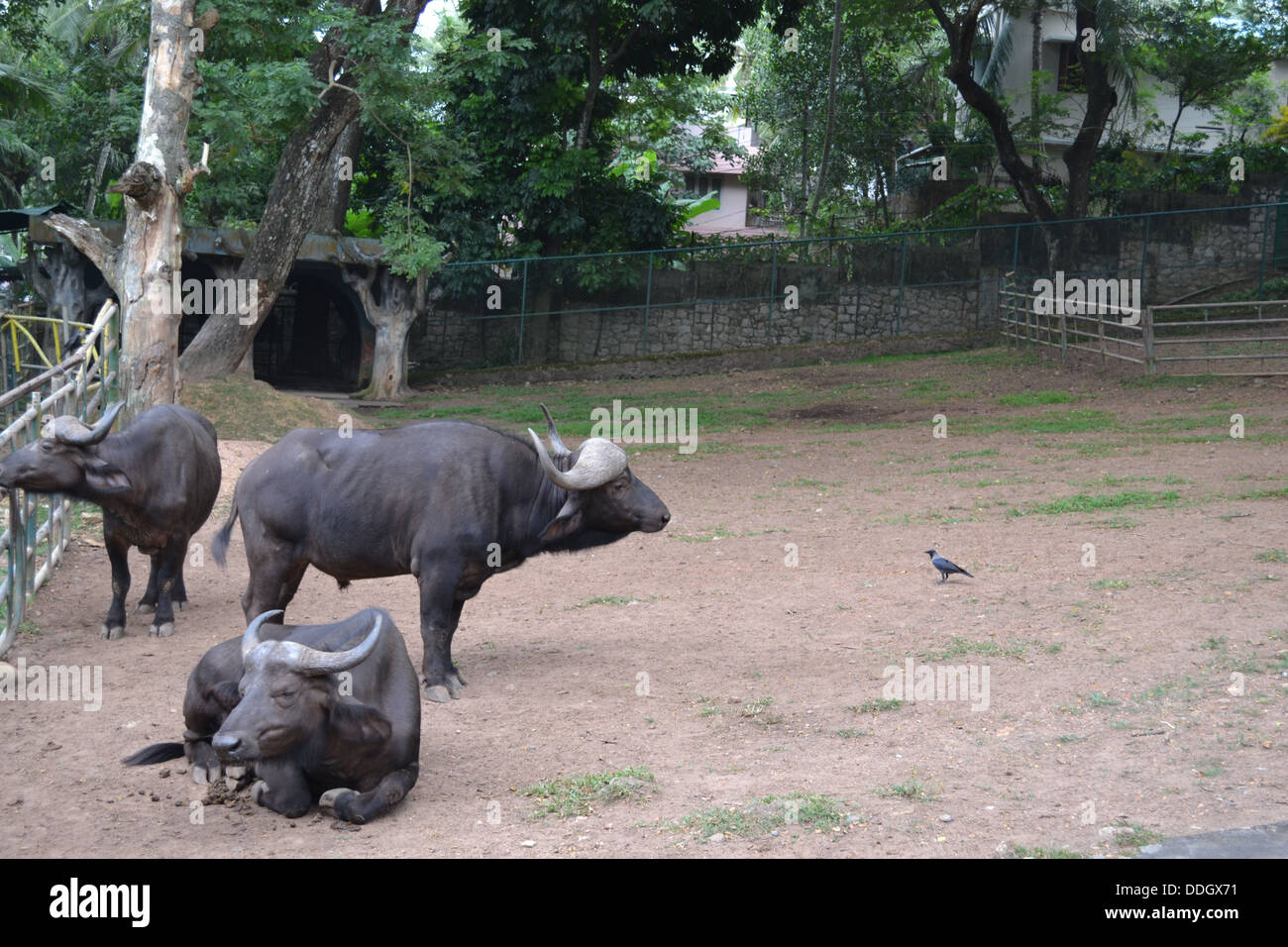 African buffalo animal zoo Stock Photo - Alamy