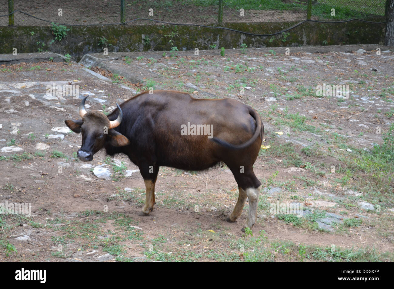 wild buffalo Bubalus arnee Stock Photo - Alamy