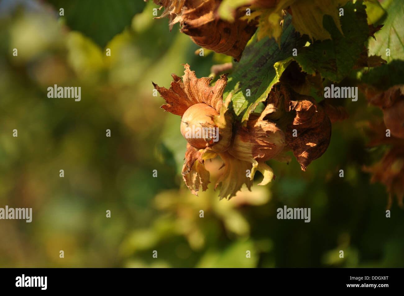 Ripe hazelnuts (cobnuts) on a hazel tree in the Langhe, Piedmont ...