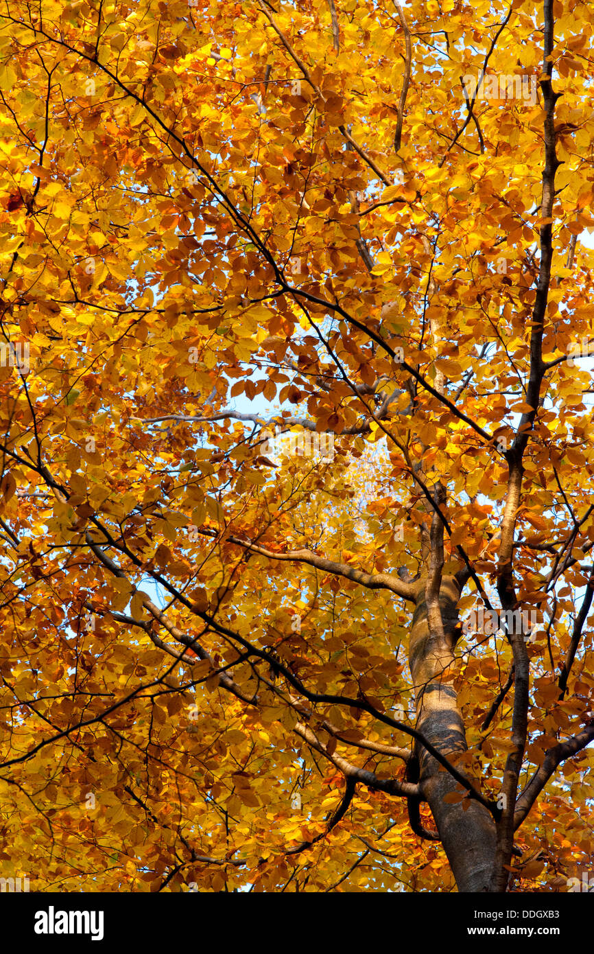 Golden autumn polish hi-res stock photography and images - Alamy