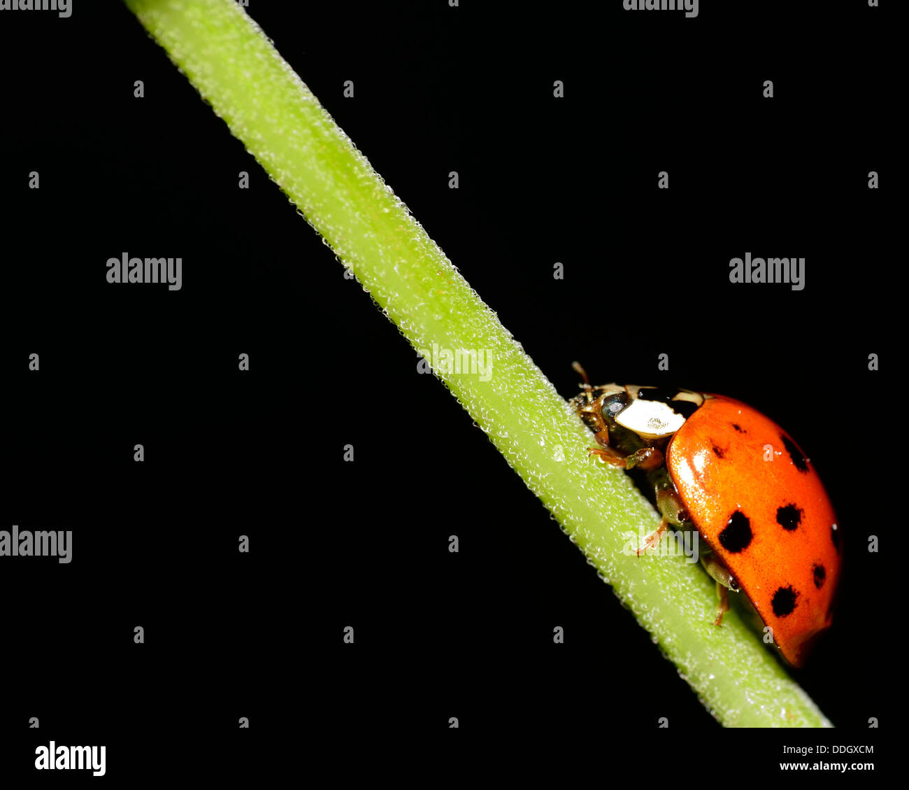 Ladybug perched on a green plant stem Stock Photo - Alamy