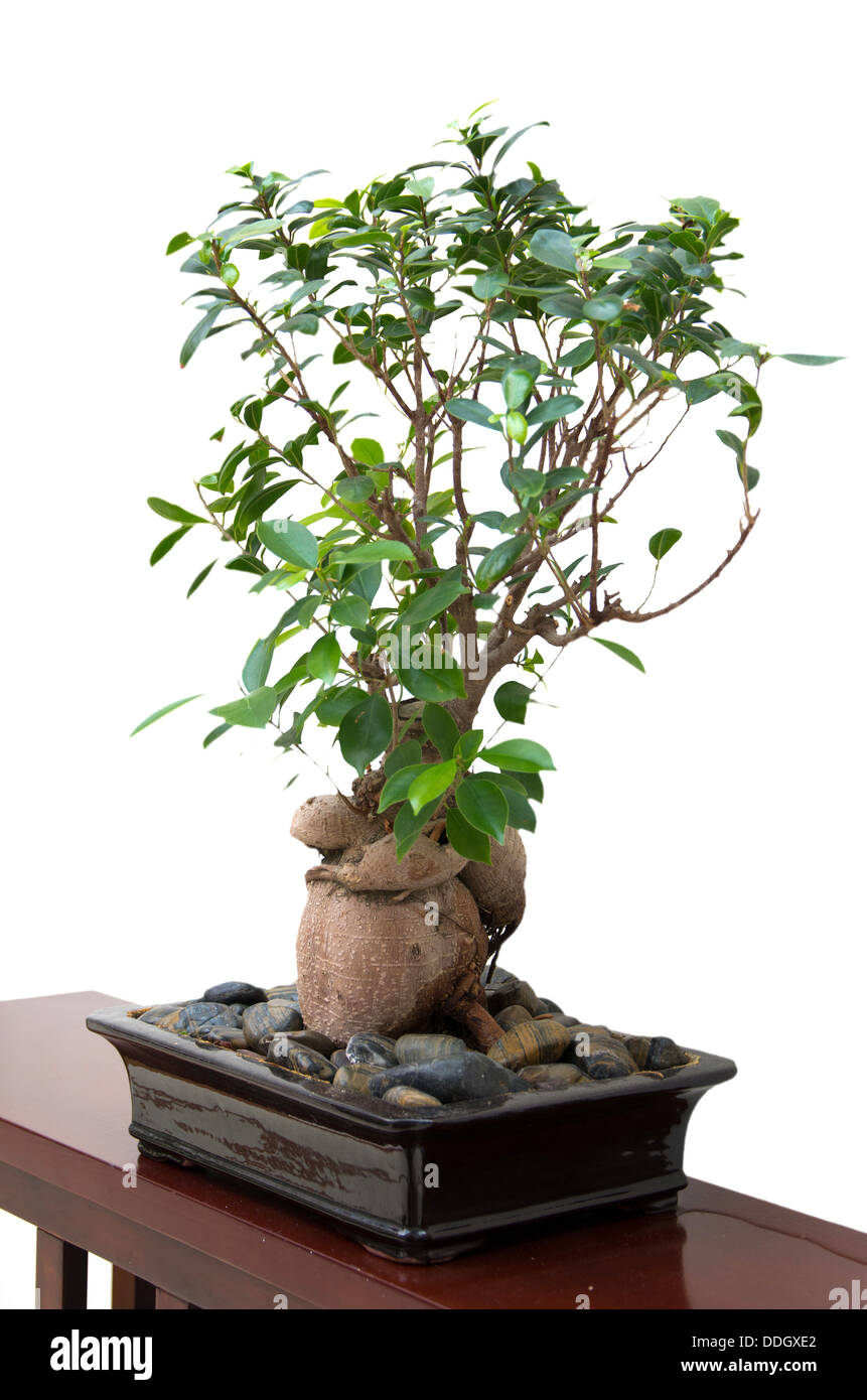 Chinese banyan tree hi-res stock photography and images - Alamy