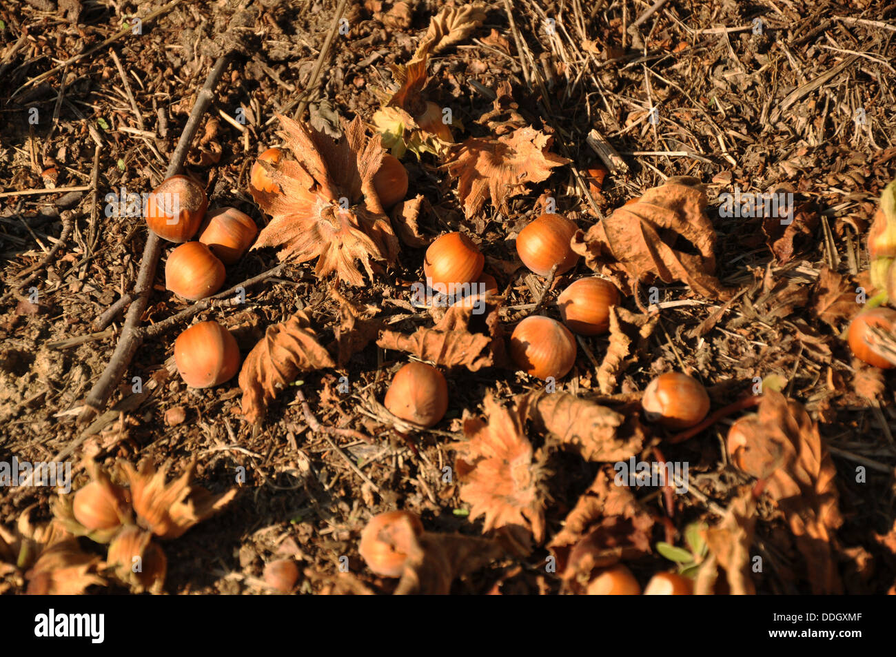 Ripe hazelnuts (cob nuts) on the ground in the Langhe, Piedmont ...