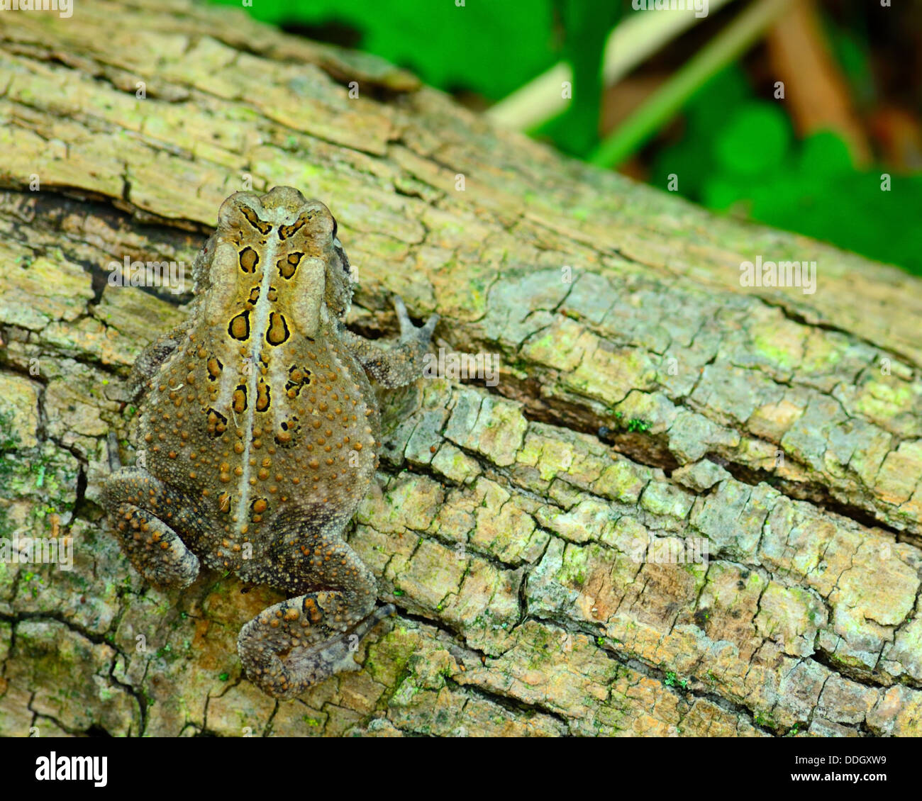 Common tree toad hi-res stock photography and images - Alamy