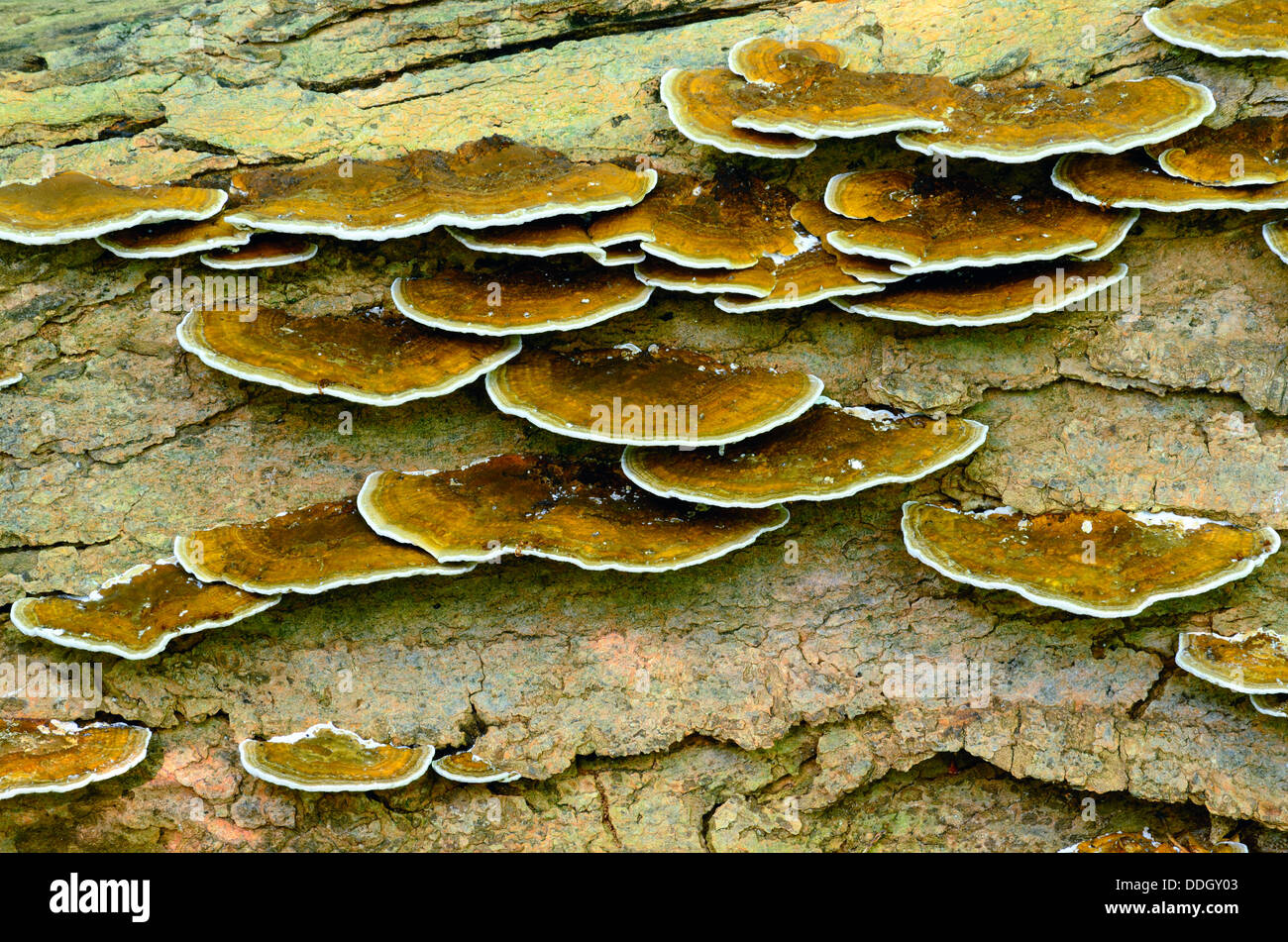 Rotting tree with fungus hi-res stock photography and images - Alamy