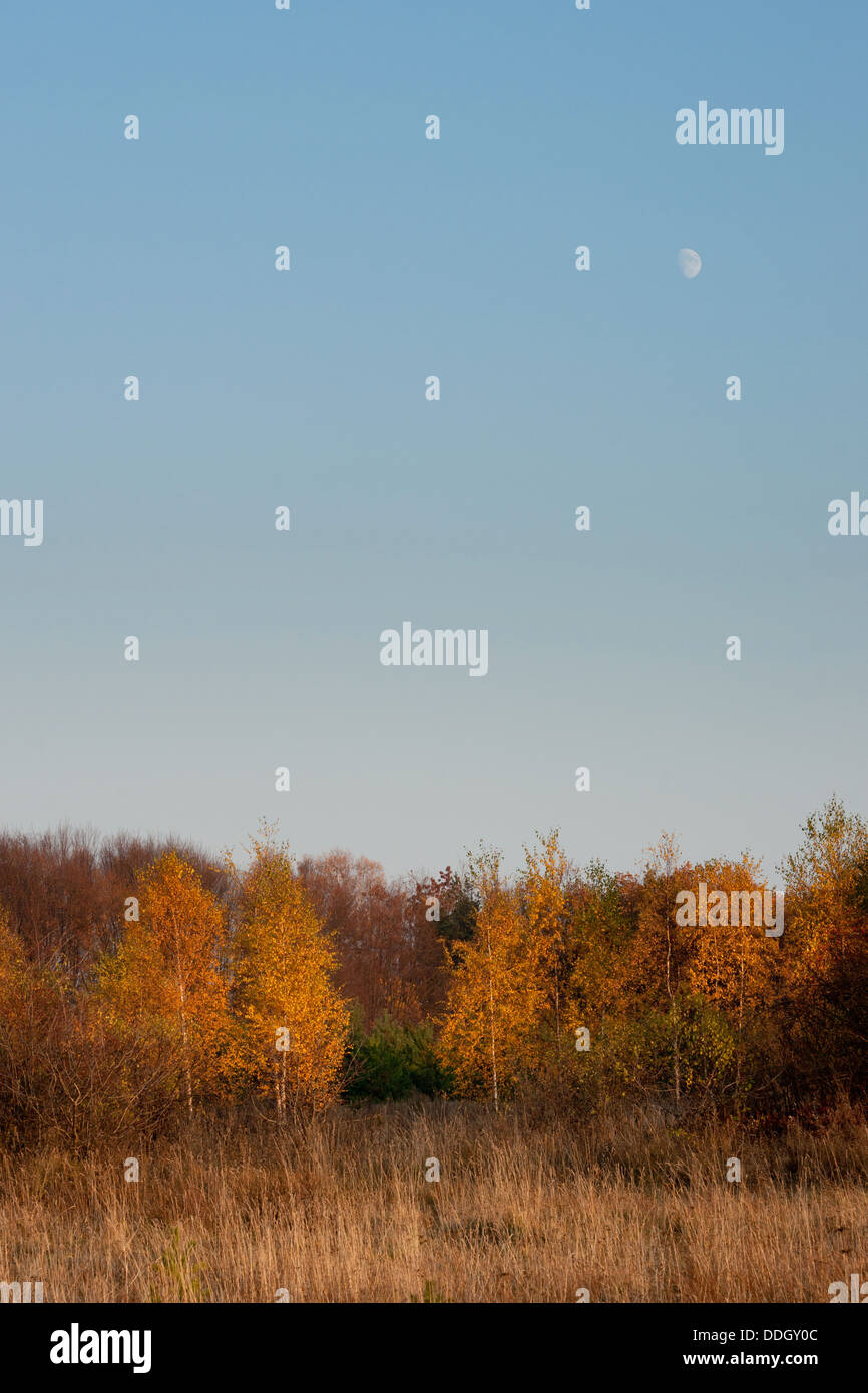 Golden autumn polish hi-res stock photography and images - Alamy