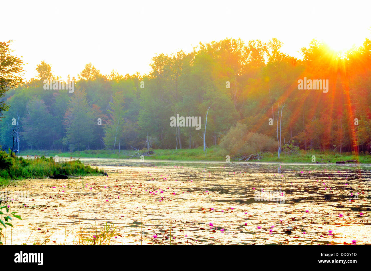 A Swamp Sunrise in the late summer season Stock Photo - Alamy