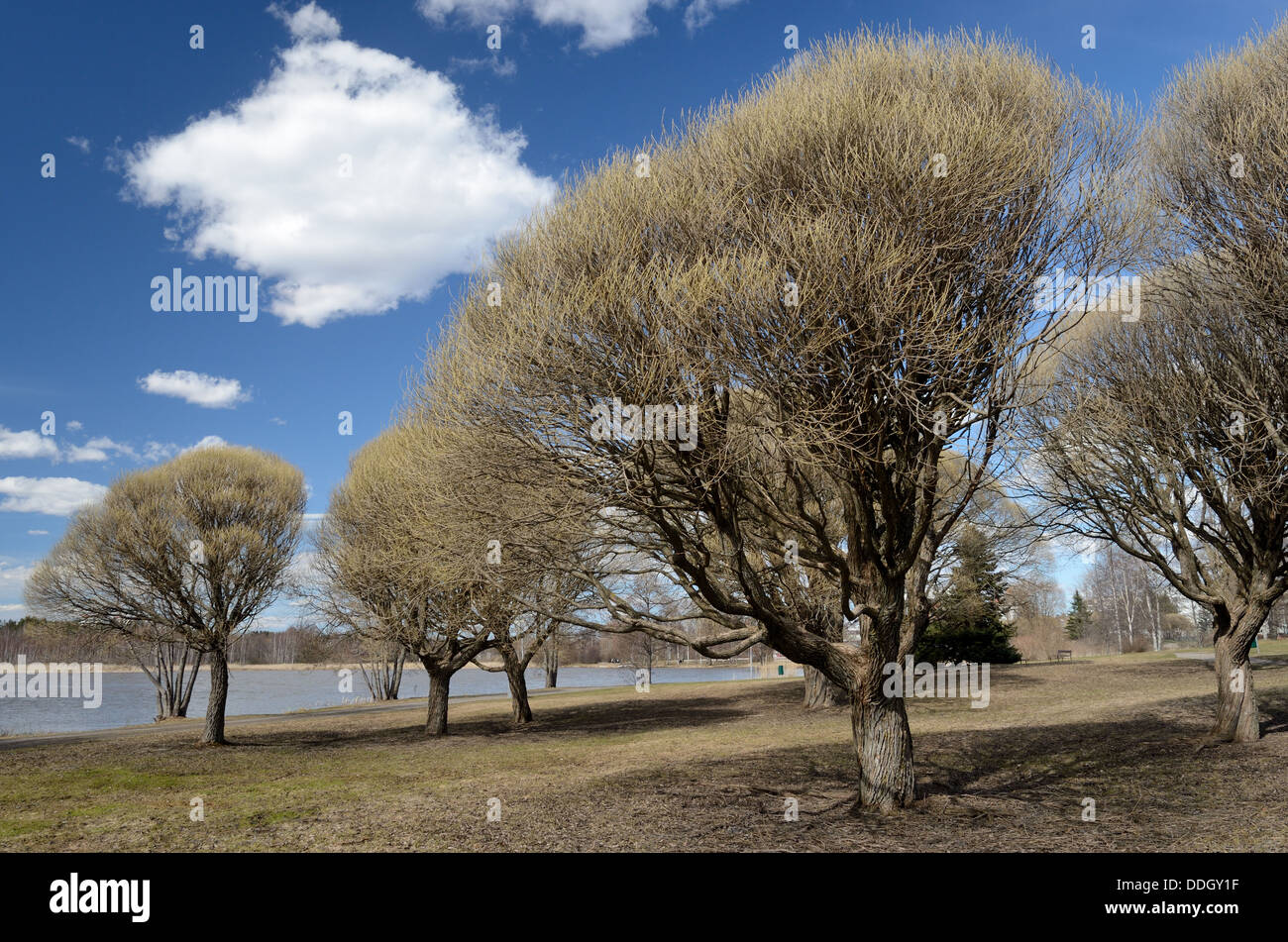 Early spring landscape trees hi-res stock photography and images - Alamy