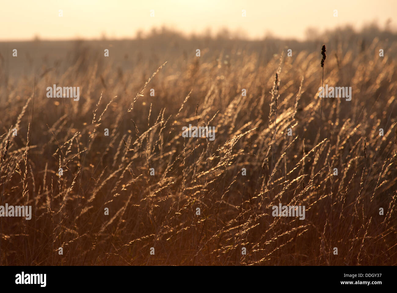 Golden colors hi-res stock photography and images - Alamy