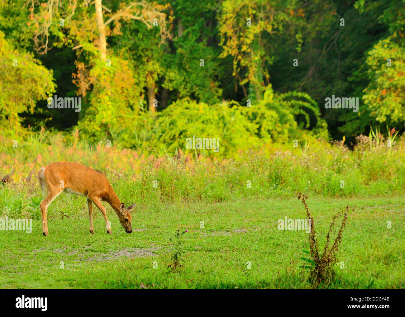 Whitetail Deer Doe browsing in the open for food Stock Photo - Alamy