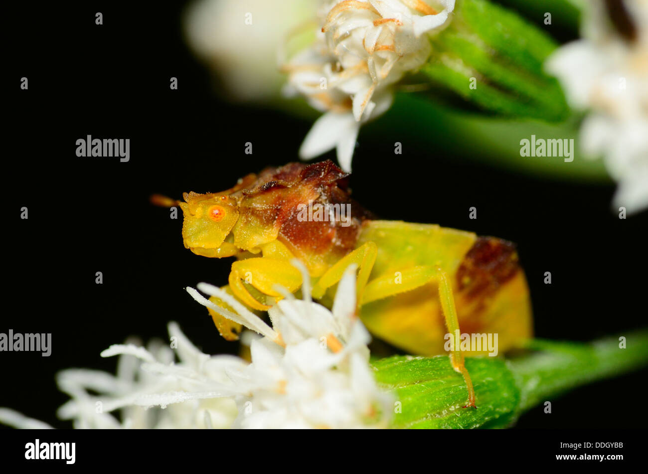 Bugs mating insect hi-res stock photography and images - Alamy