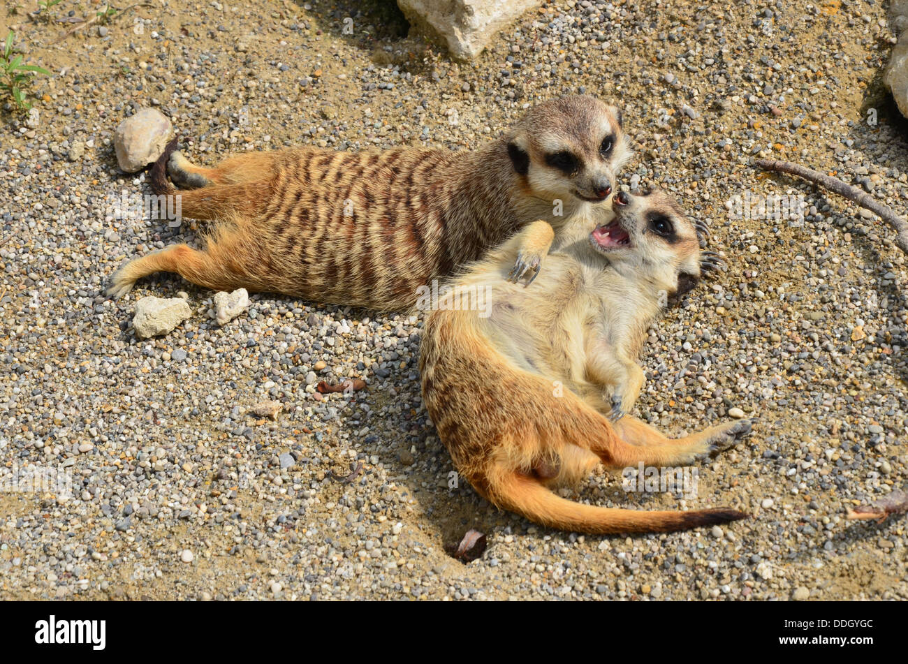 Munich Zoo Hellabrunn founded in 1911 was the first Geo-zoo worldwide. Animals live according to ...