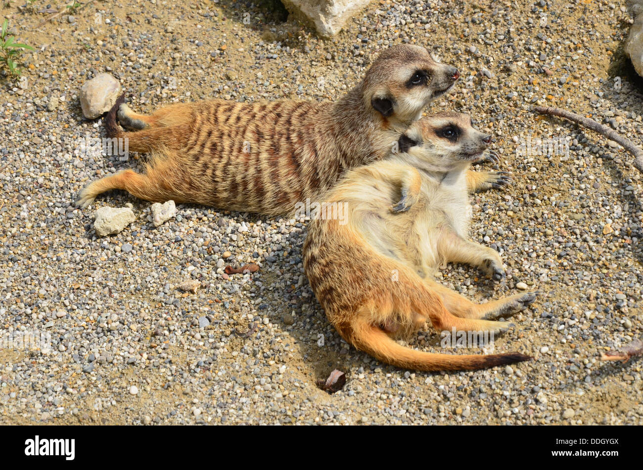 Munich Zoo Hellabrunn founded in 1911 was the first Geo-zoo worldwide ...