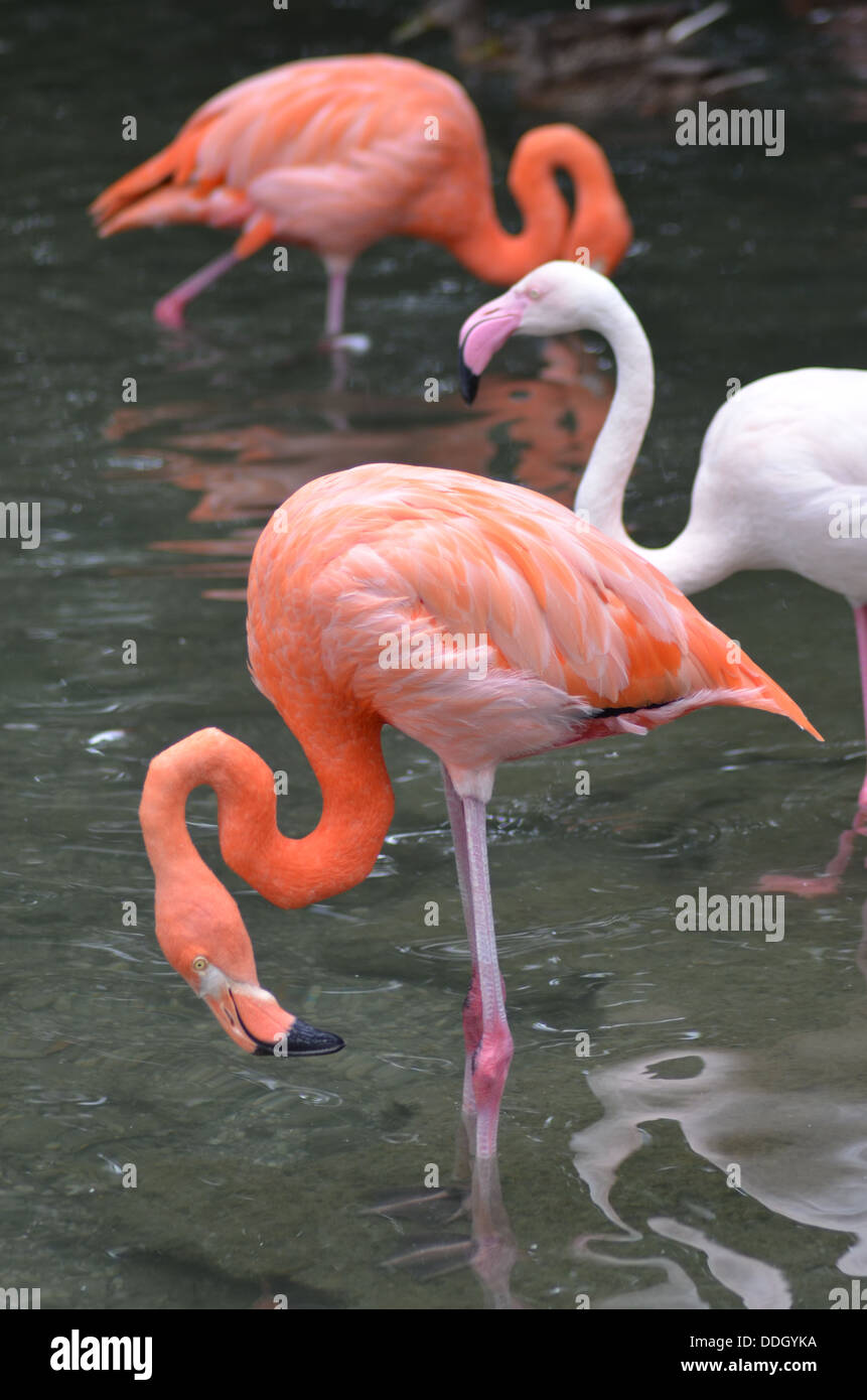 Munich Zoo Hellabrunn founded in 1911 was the first Geo-zoo worldwide ...