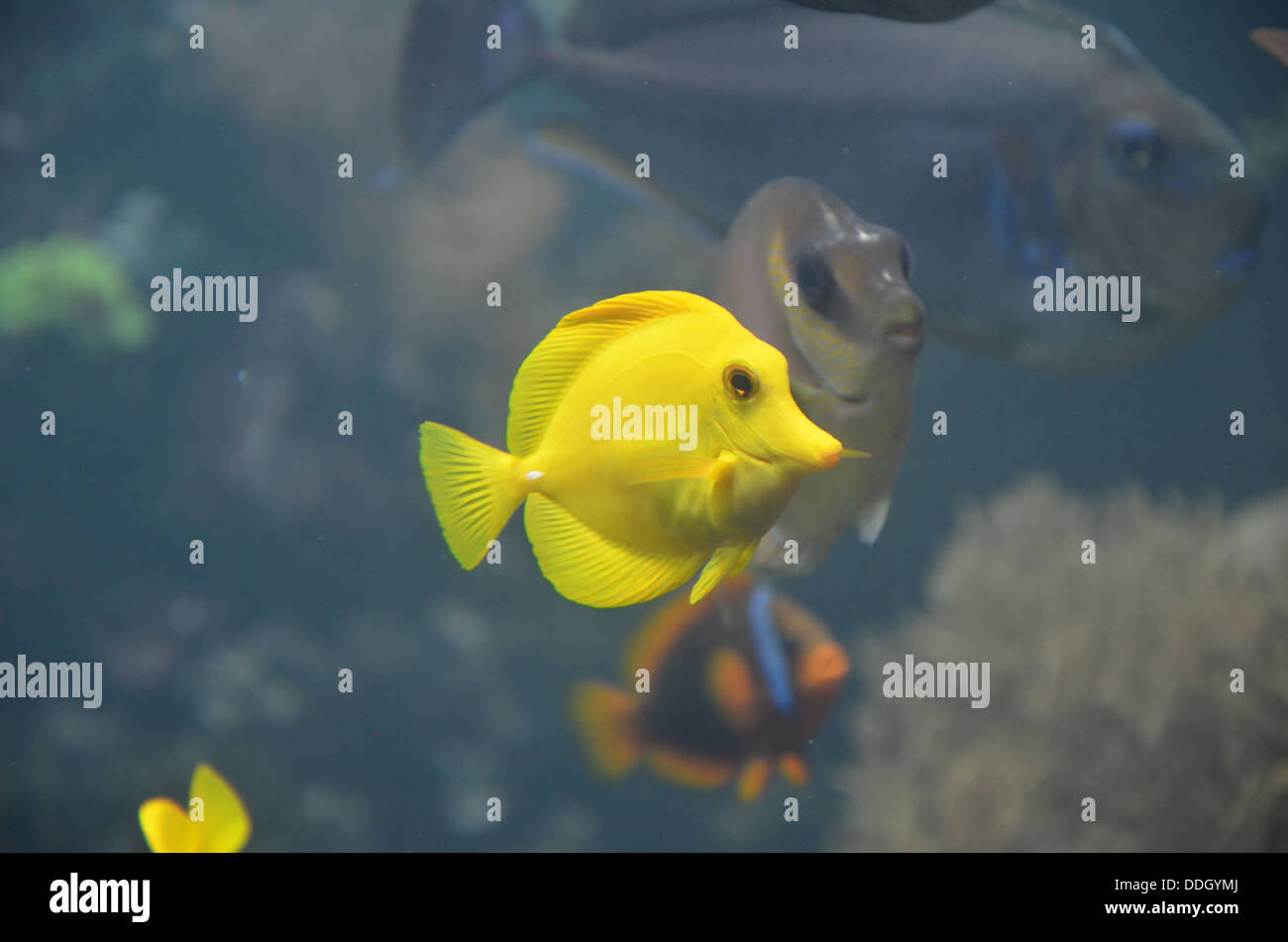 Munich Zoo Hellabrunn founded in 1911 was the first Geo-zoo worldwide ...