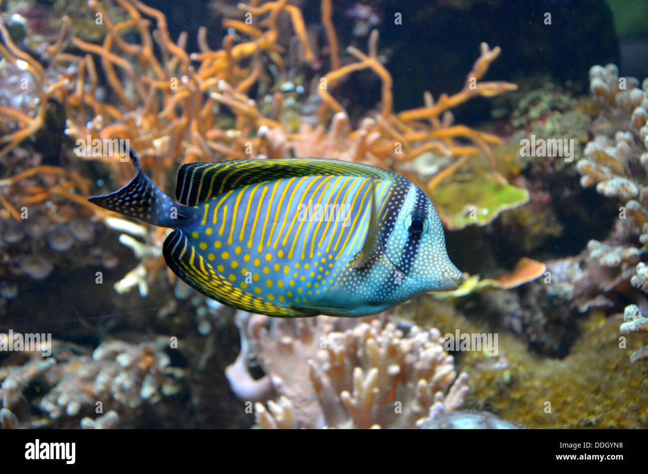 Munich Zoo Hellabrunn founded in 1911 was the first Geo-zoo worldwide ...