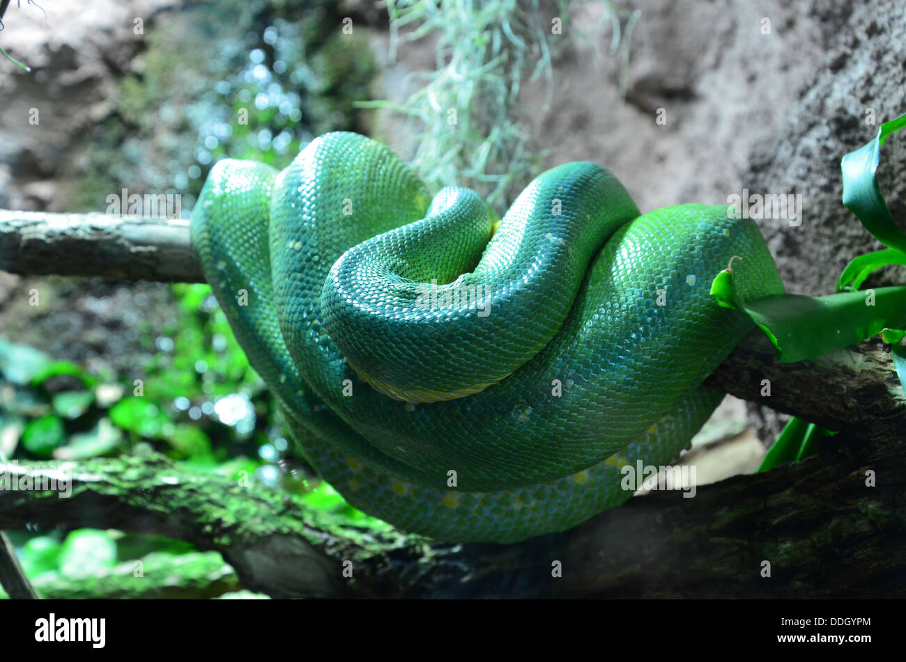 Snake At Zoo High Resolution Stock Photography and Images - Alamy