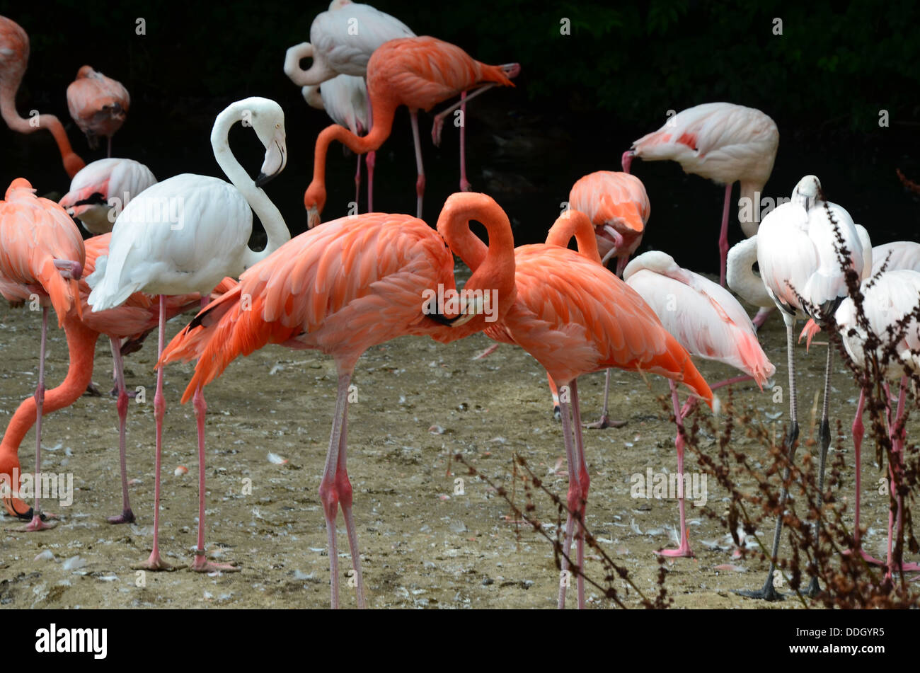 Munich Zoo Hellabrunn founded in 1911 was the first Geo-zoo worldwide ...