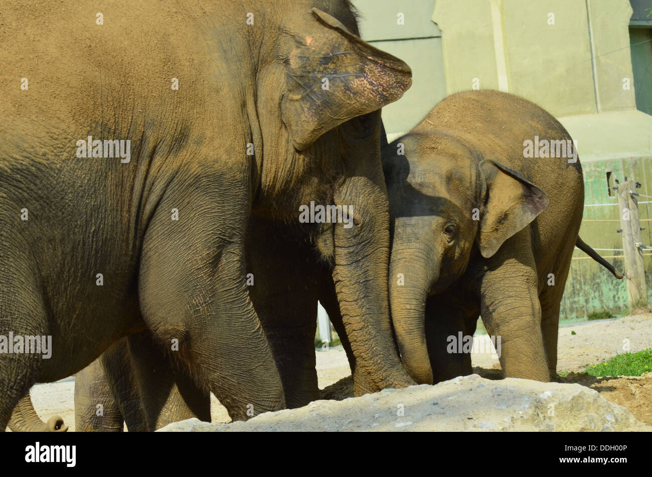 Munich Zoo Hellabrunn founded in 1911 was the first Geo-zoo worldwide ...