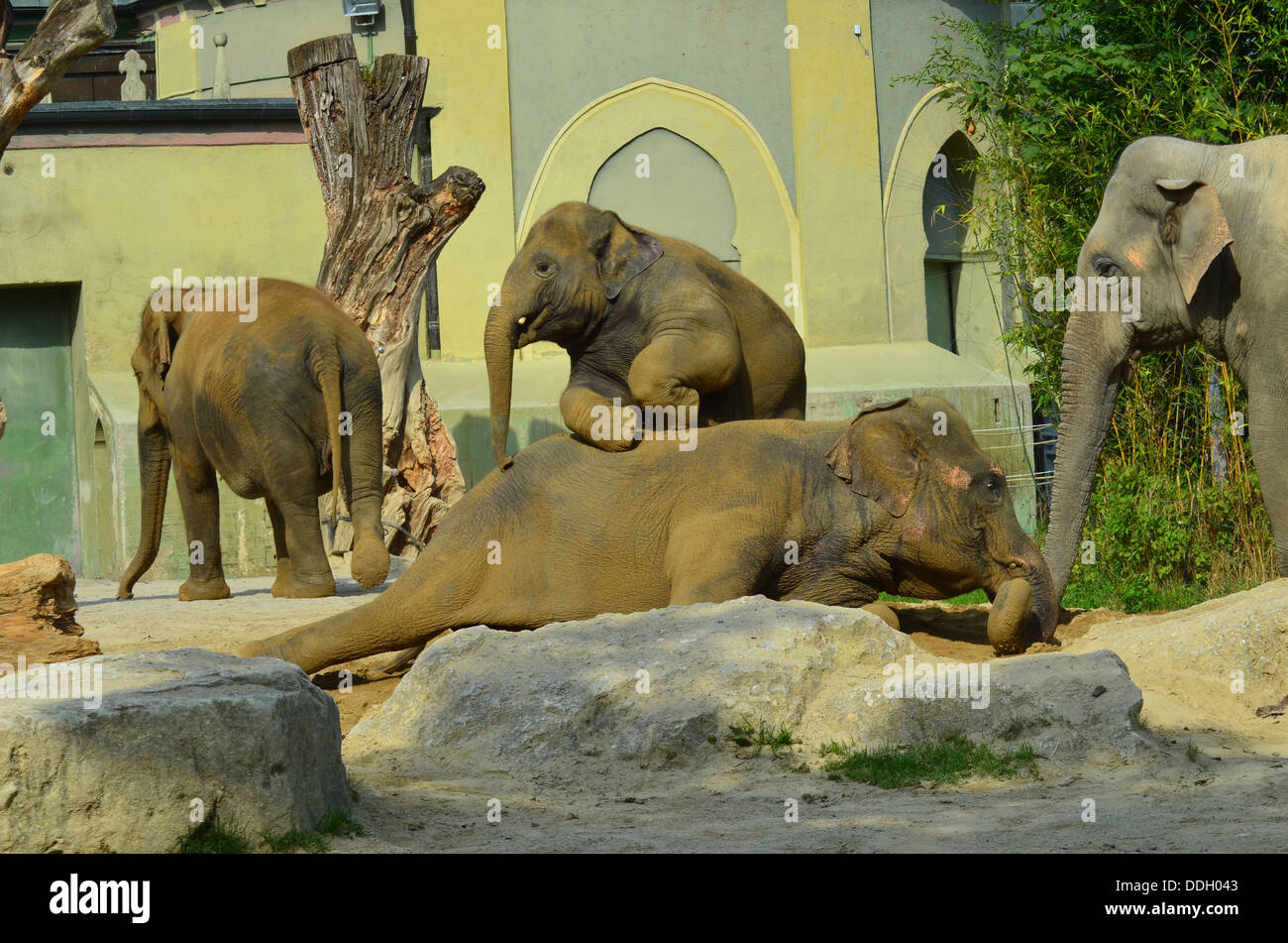 Munich Zoo Hellabrunn founded in 1911 was the first Geo-zoo worldwide ...