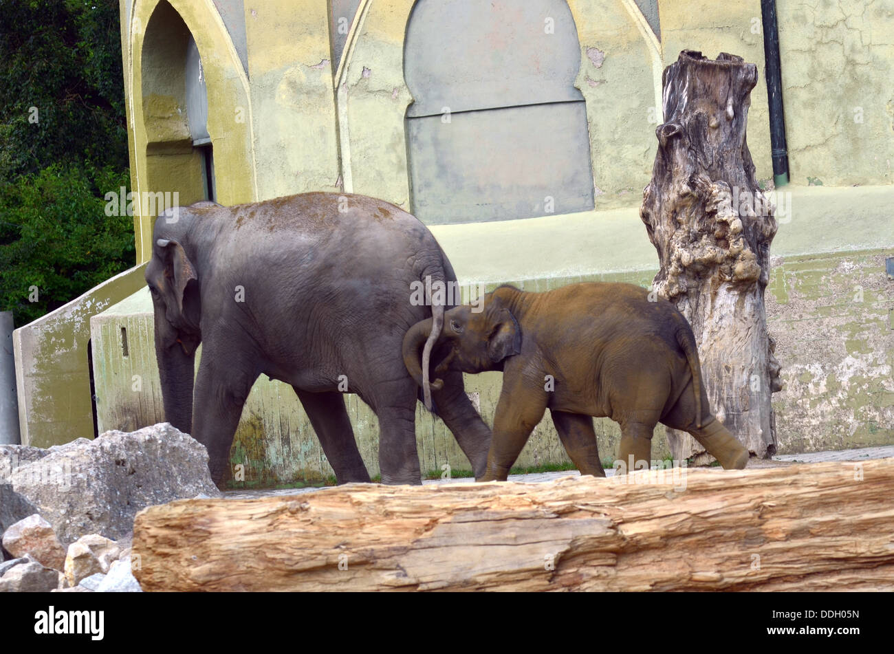 Munich Zoo Hellabrunn founded in 1911 was the first Geo-zoo worldwide ...