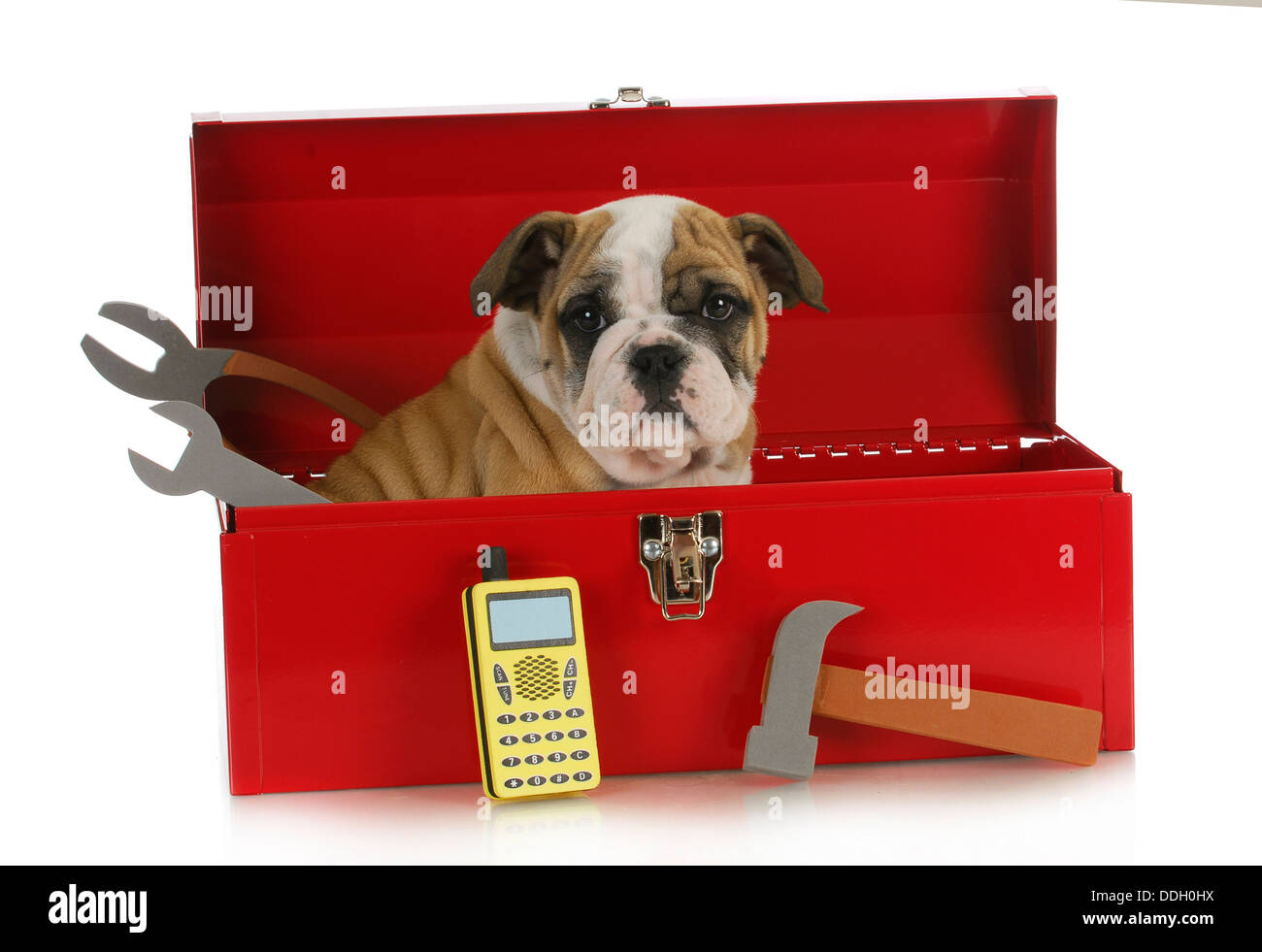 working dog - english bulldog puppy sitting in a tool box isolated on ...
