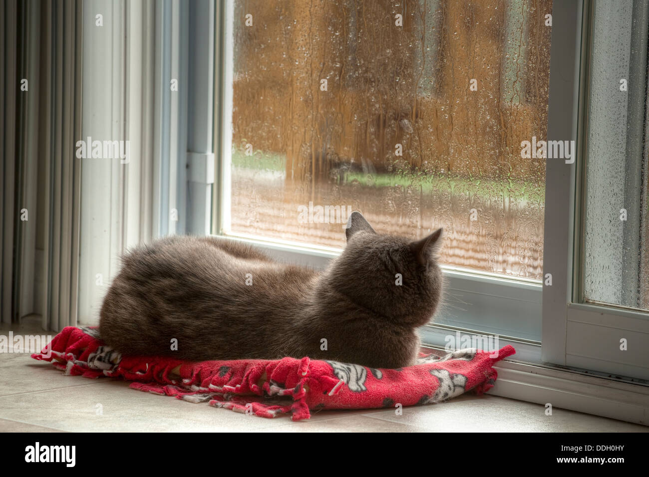 Back of cat hi-res stock photography and images - Alamy