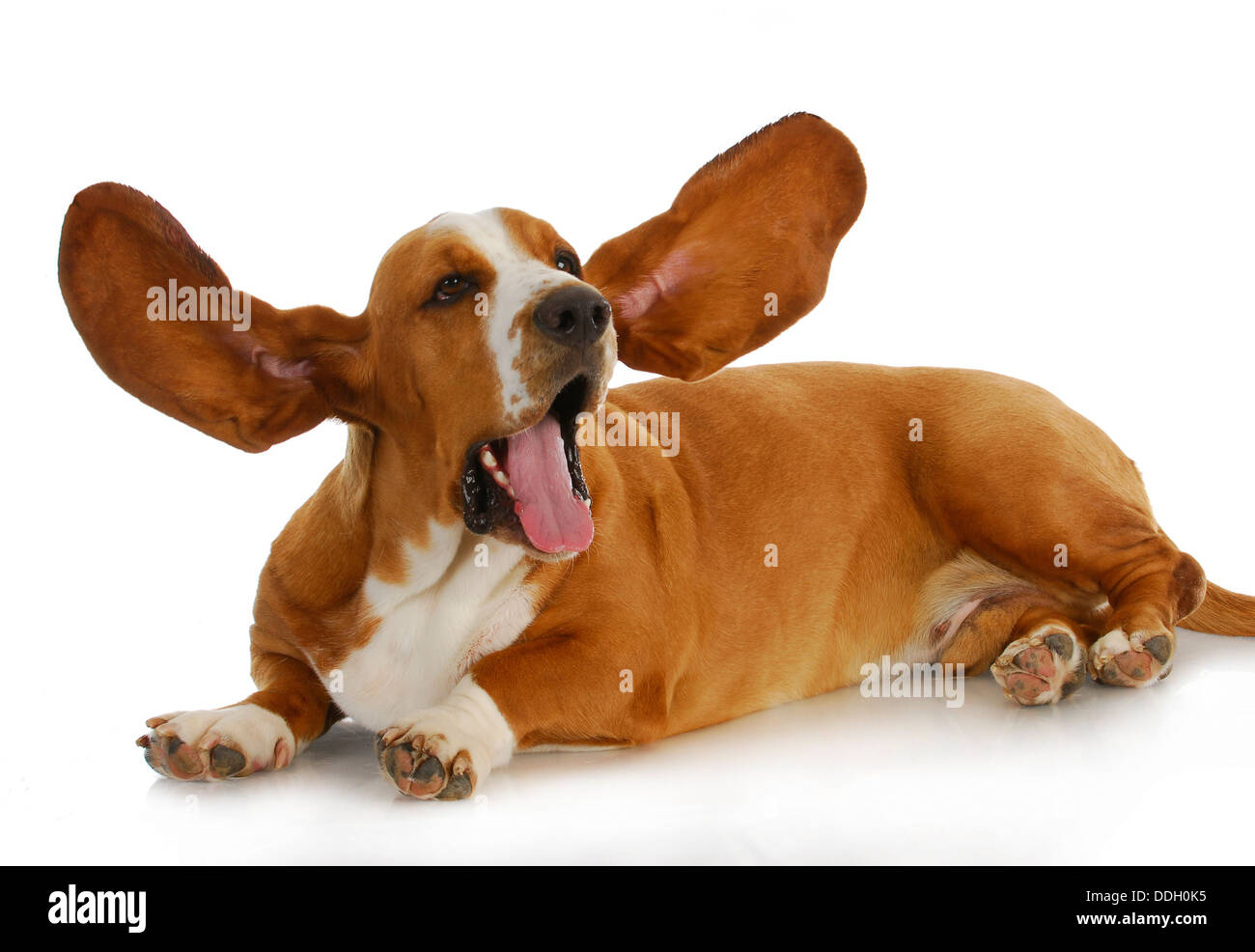 complaining dog - basset hound laying down with both ears up and mouth ...