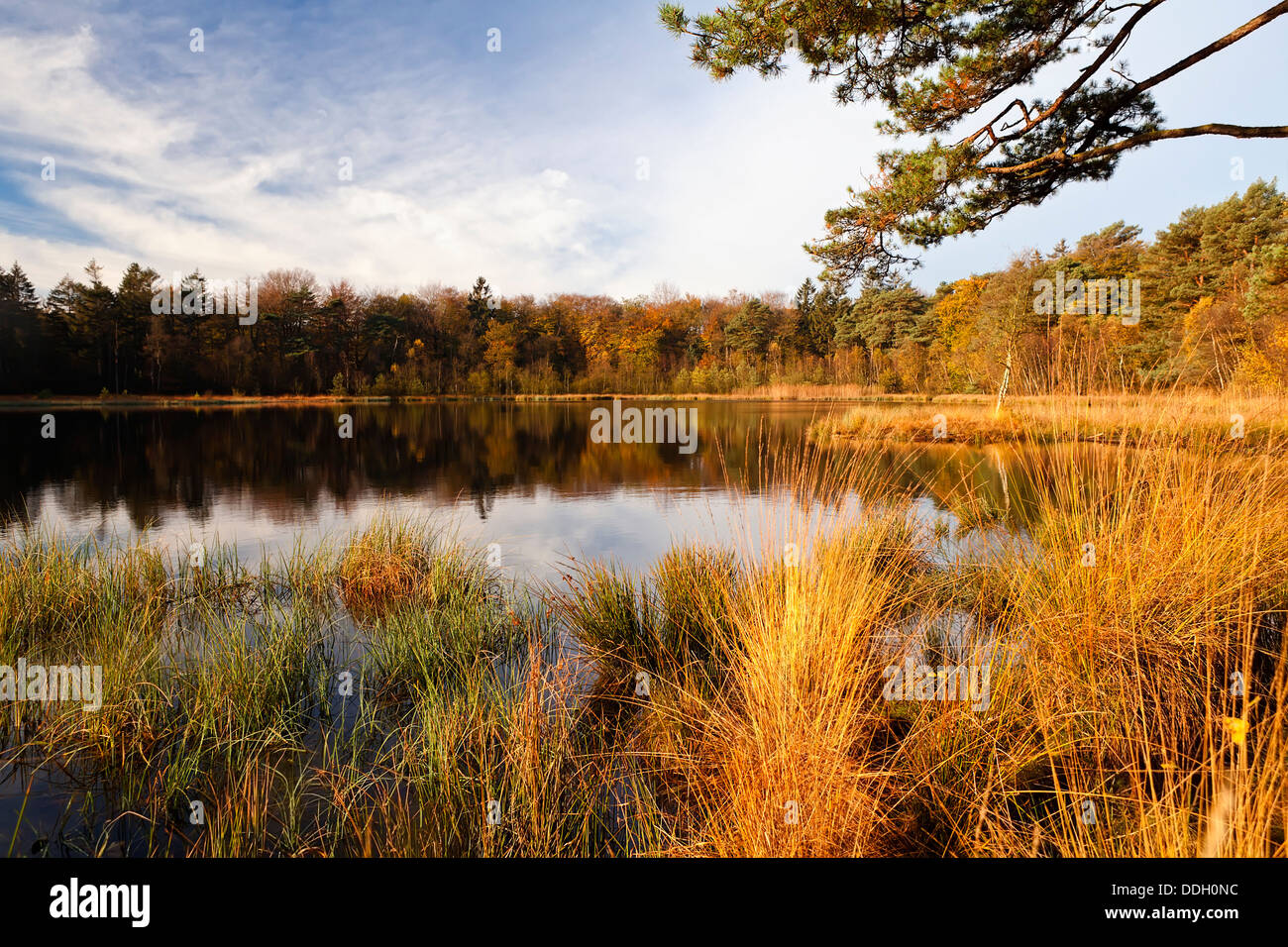 wild forest pond at sunrise Stock Photo - Alamy