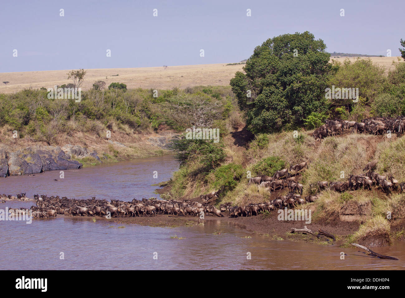 The great migration Stock Photo - Alamy