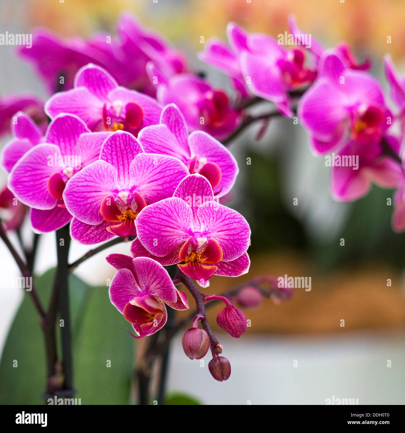 Beautiful purple orchid - phalaenopsis Stock Photo - Alamy