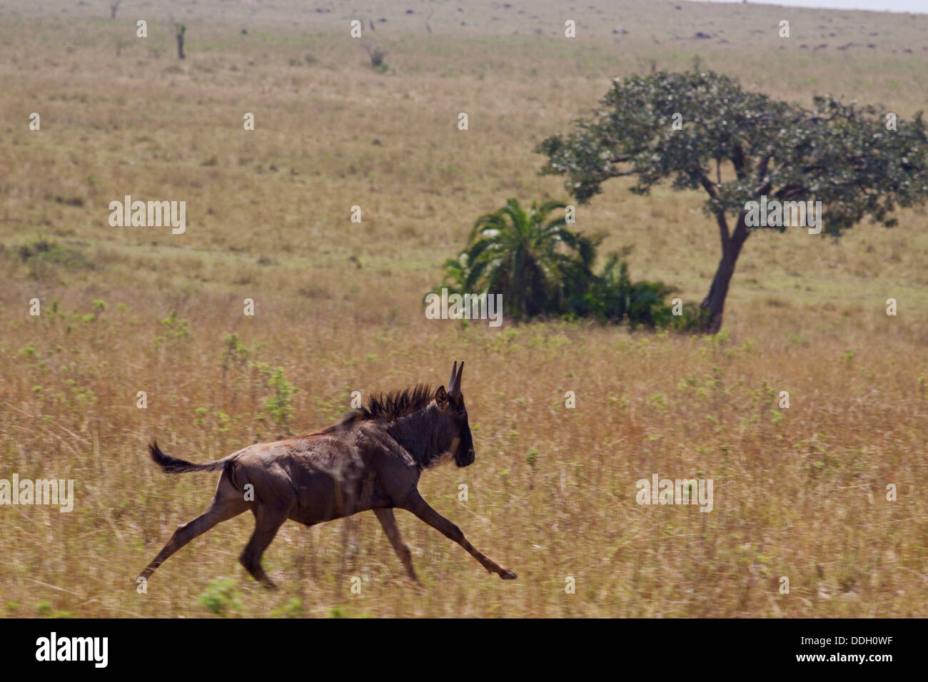Wildebeest running across the savannah Stock Photo - Alamy